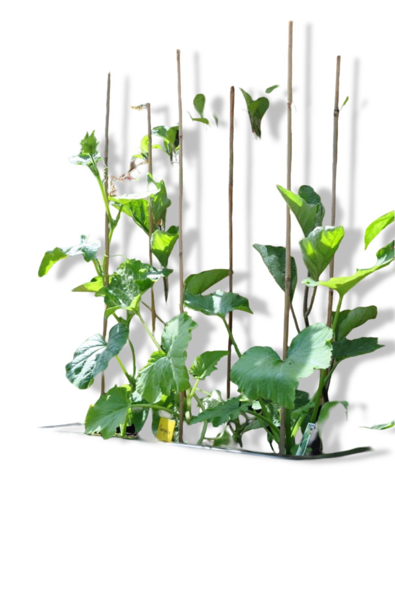 3 stuks! Maxi Container 40 L - Slim Kweken - | HomeDeco.nl