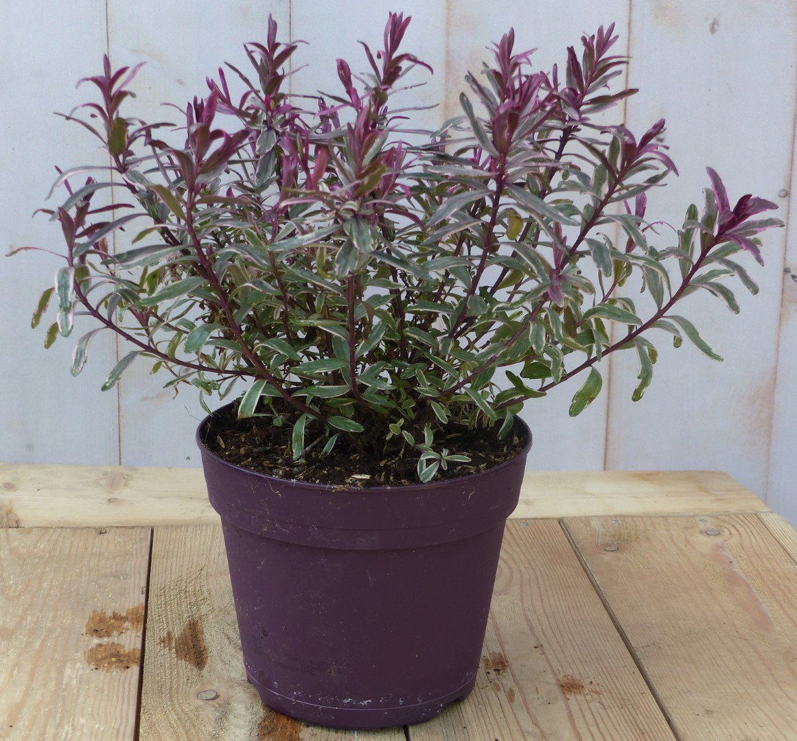 Hebe groenblijvend vaste plant met rood blad - Warentuin Natuurlijk ...