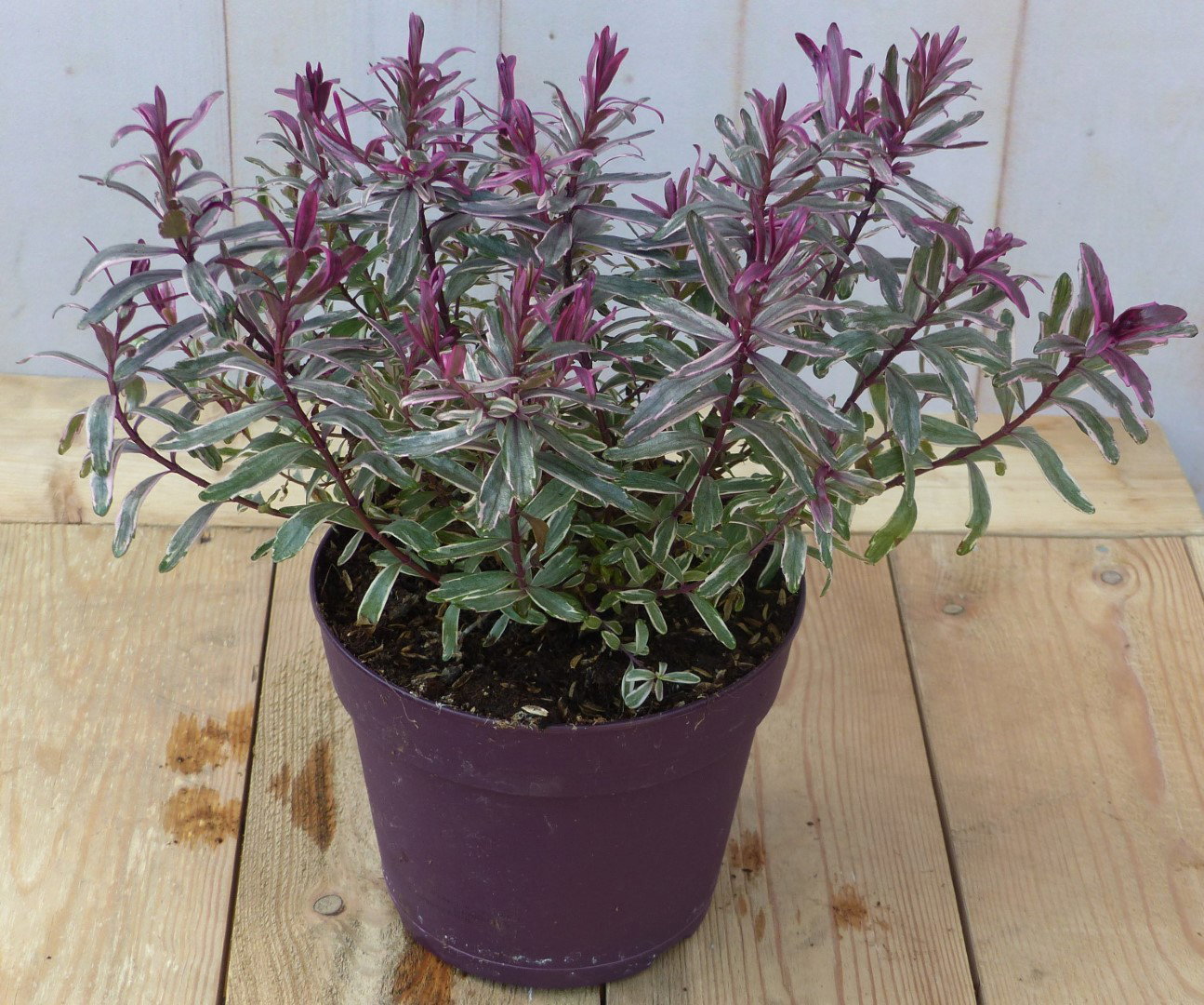 Hebe groenblijvend vaste plant met rood blad - Warentuin Natuurlijk ...