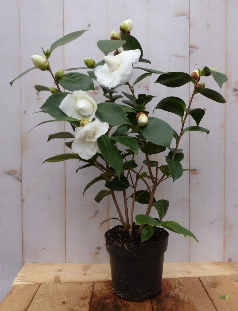 camelia wit