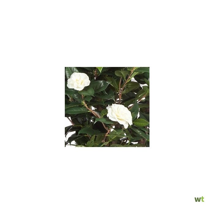 camelia wit