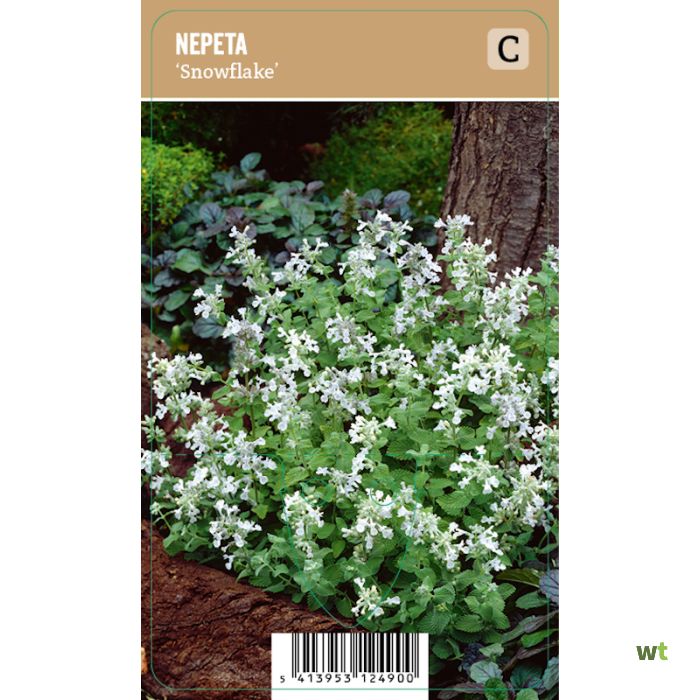 nepeta snowflake