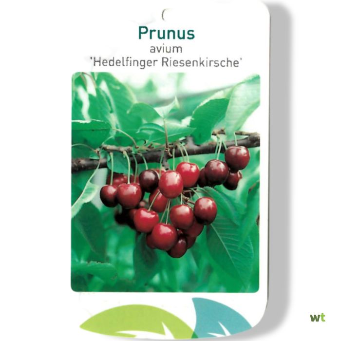 prunus hedelfinger