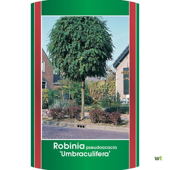 Boom Bol-Acacia, Kogel-Acacia Hoogst. 200 cm stam Robinia Pseudoacacia ...