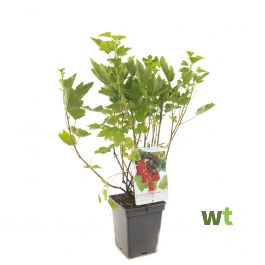 Ribes rubrum Rovada Rode bes fruitplant Fruithof