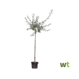 Wilgbladige treur sierpeer Pyrus salicifolia Pendula h 150 cm st ...