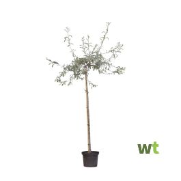 Wilgbladige treur sierpeer Pyrus salicifolia Pendula h 180 cm st ...