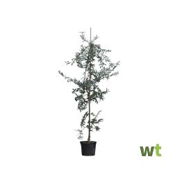 Wilgbladige treur sierpeer laagstam Pyrus salicifolia Pendula h 250 cm ...