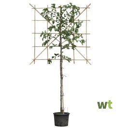 2 stuks! Sierpeer leiboom 120 cm (120x120) Pyrus calleryana chanticleer ...