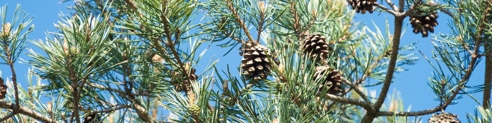 Soorten Pijnbomen Identificeren PINUS : Den, Pijnboom