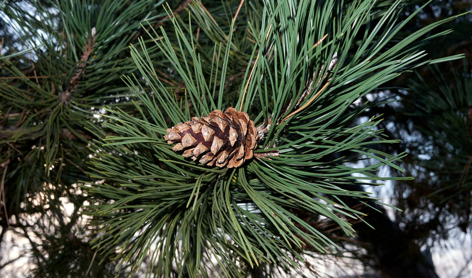 Soorten Pijnbomen
